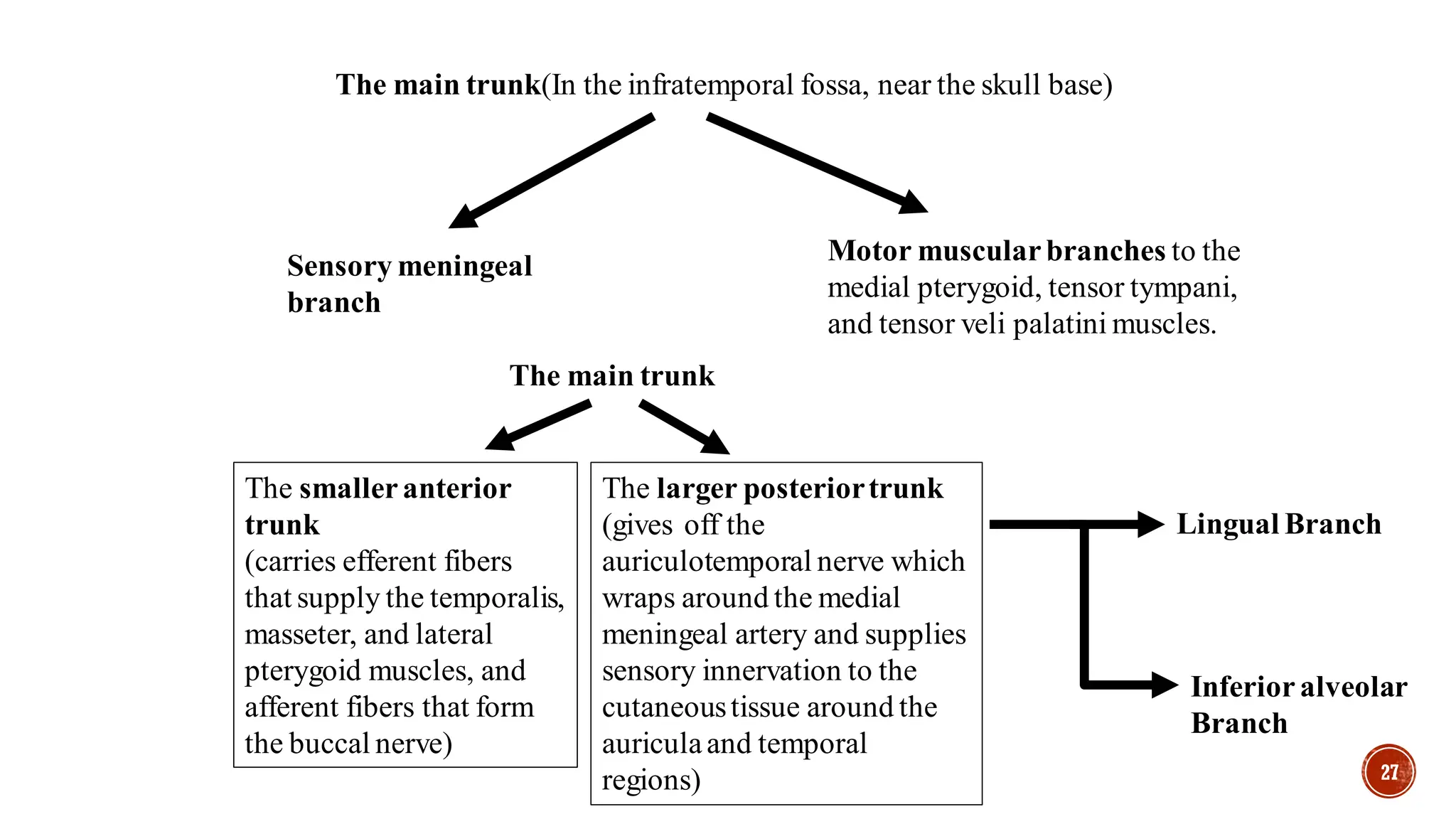 TRIGEMINAL NERVE/Neuralgia/5th cranial nerve | PPT