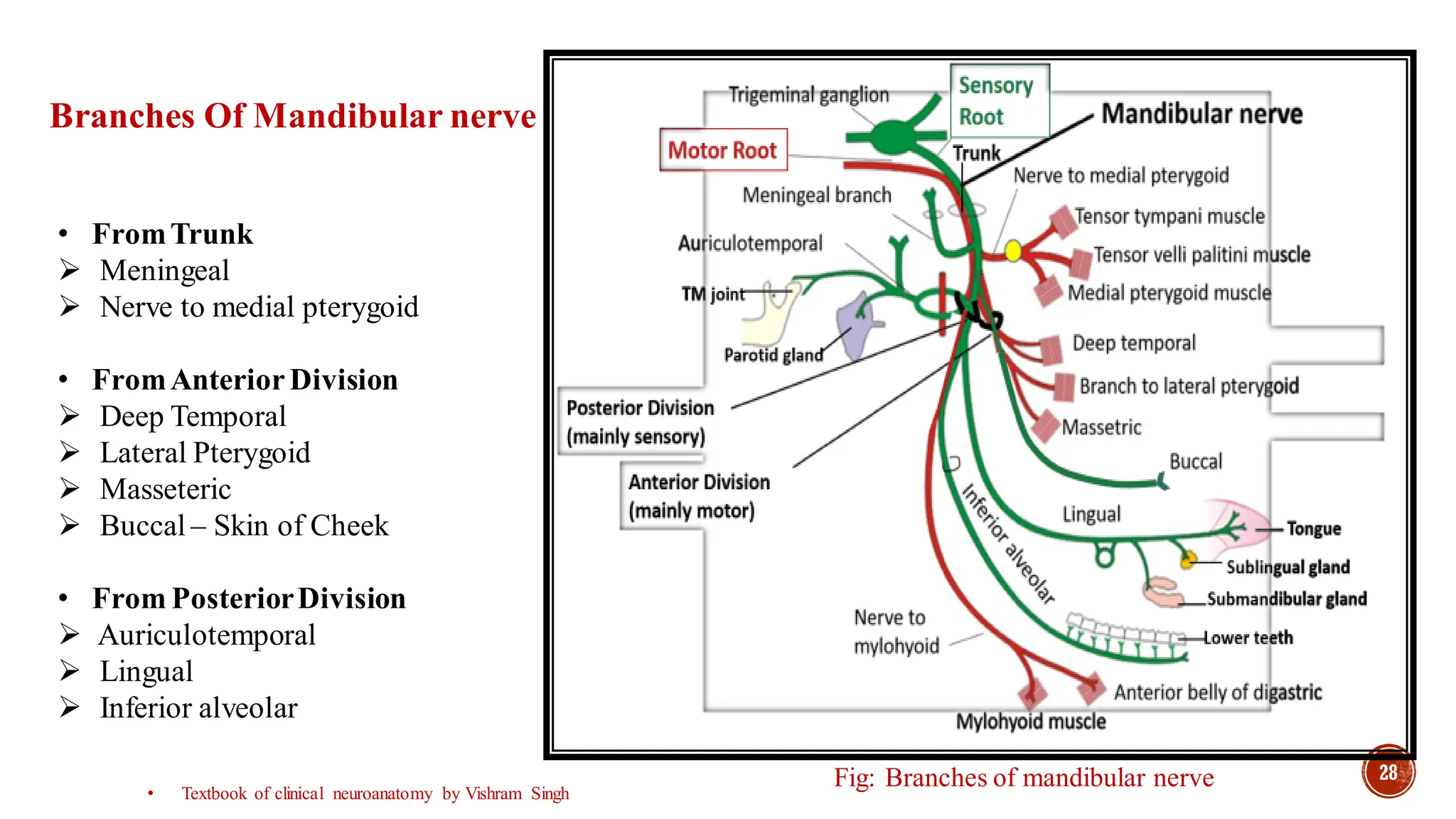 TRIGEMINAL NERVE/Neuralgia/5th cranial nerve | PPT
