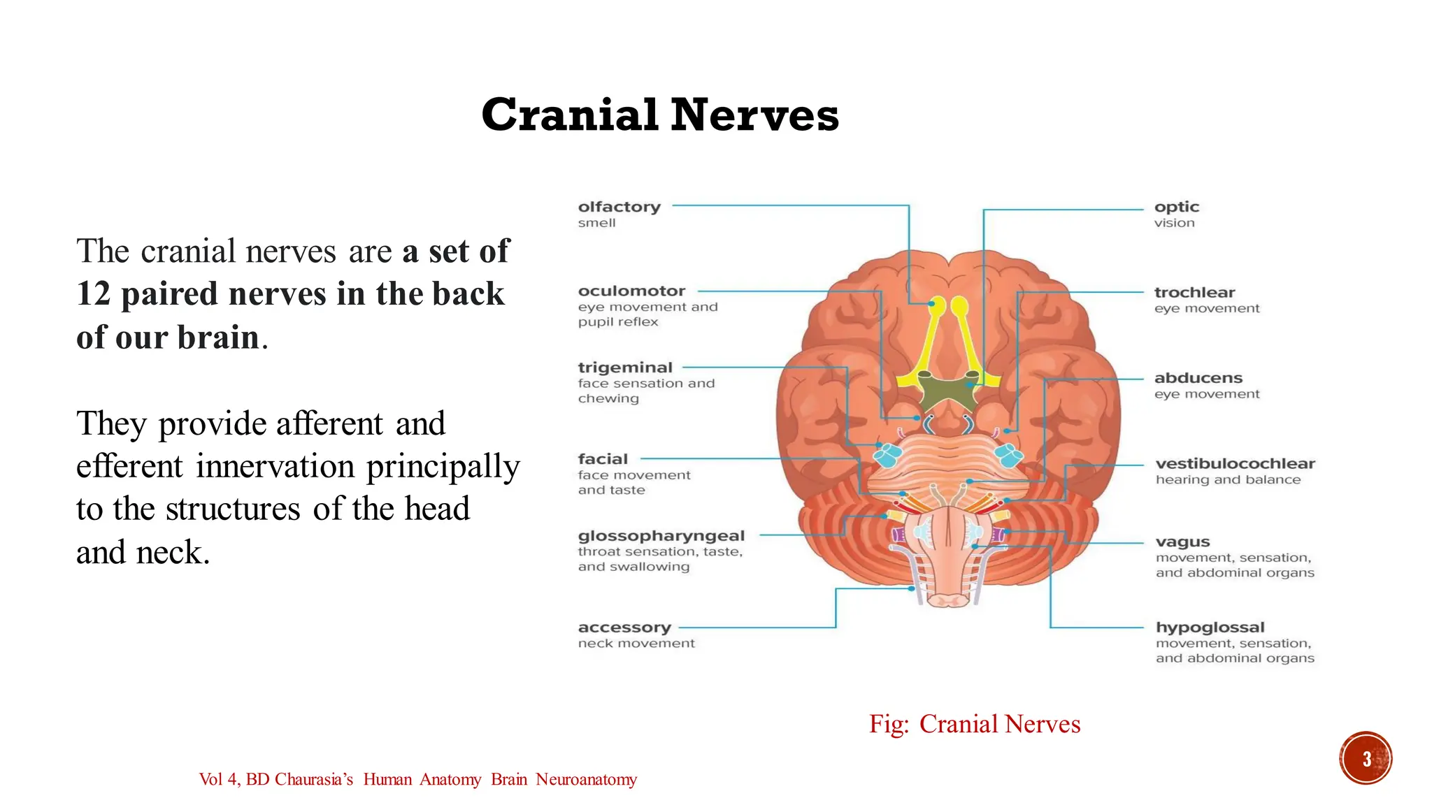 TRIGEMINAL NERVE/Neuralgia/5th cranial nerve | PPT