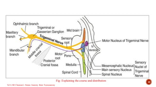 TRIGEMINAL NERVE/Neuralgia/5th cranial nerve | PPT