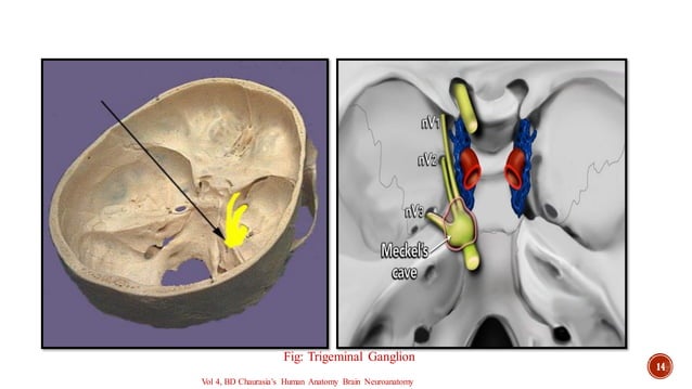 TRIGEMINAL NERVE/Neuralgia/5th cranial nerve | PPT