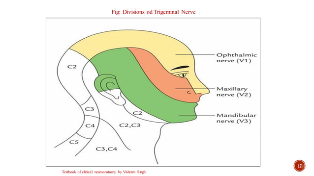 TRIGEMINAL NERVE/Neuralgia/5th cranial nerve | PPT