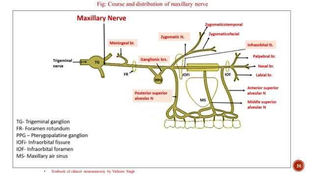 TRIGEMINAL NERVE/Neuralgia/5th cranial nerve | PPT