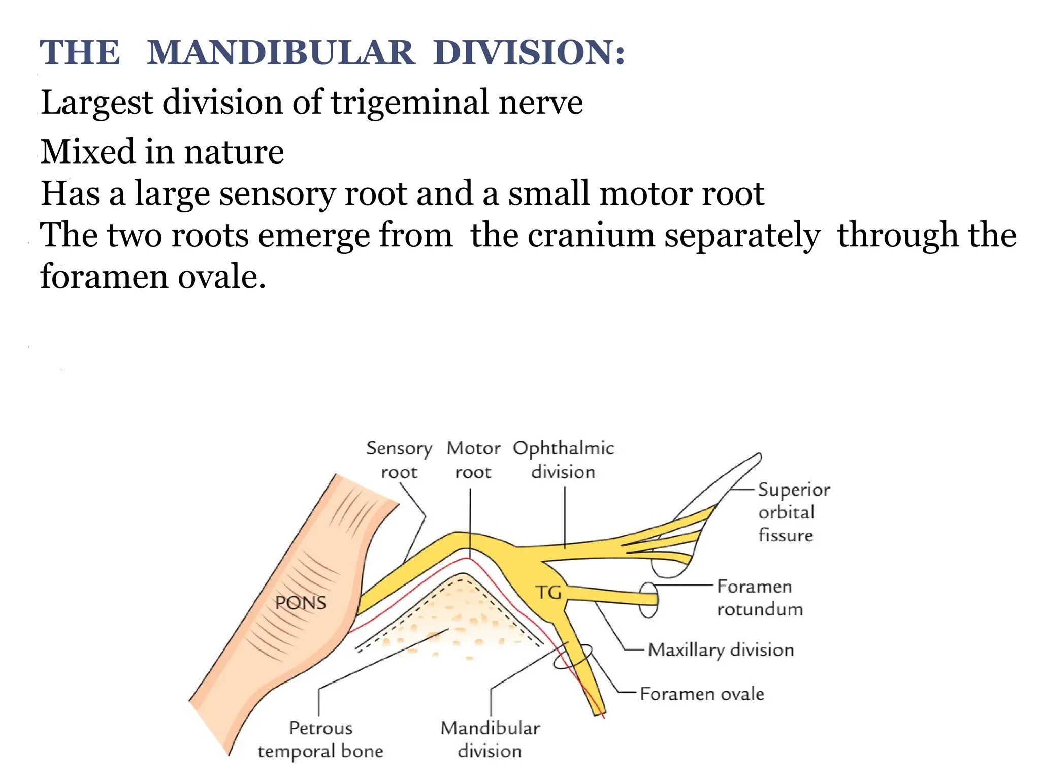 trigeminal nerve and its three main branches | PPT