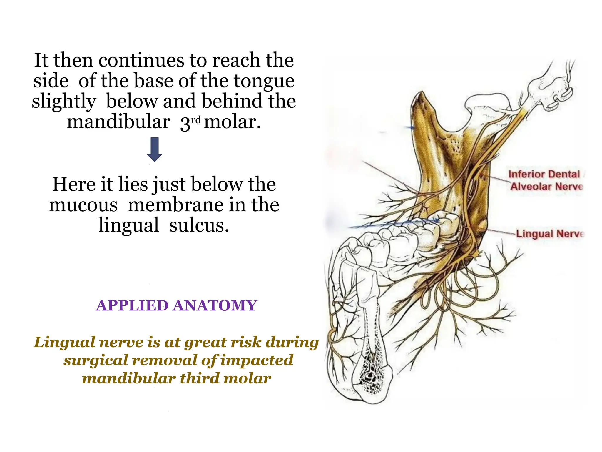 trigeminal nerve and its three main branches | PPT