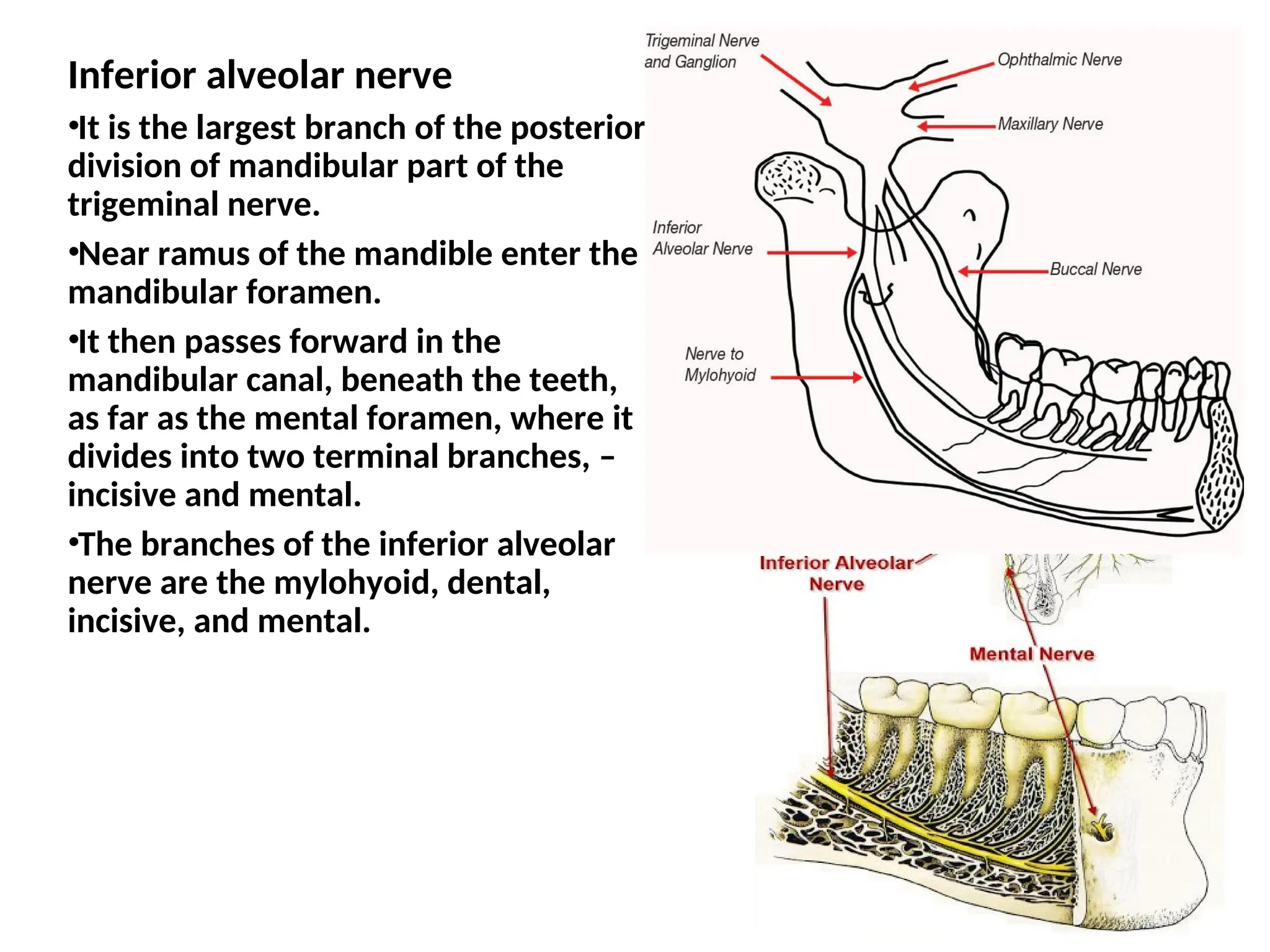 trigeminal nerve and its three main branches | PPT