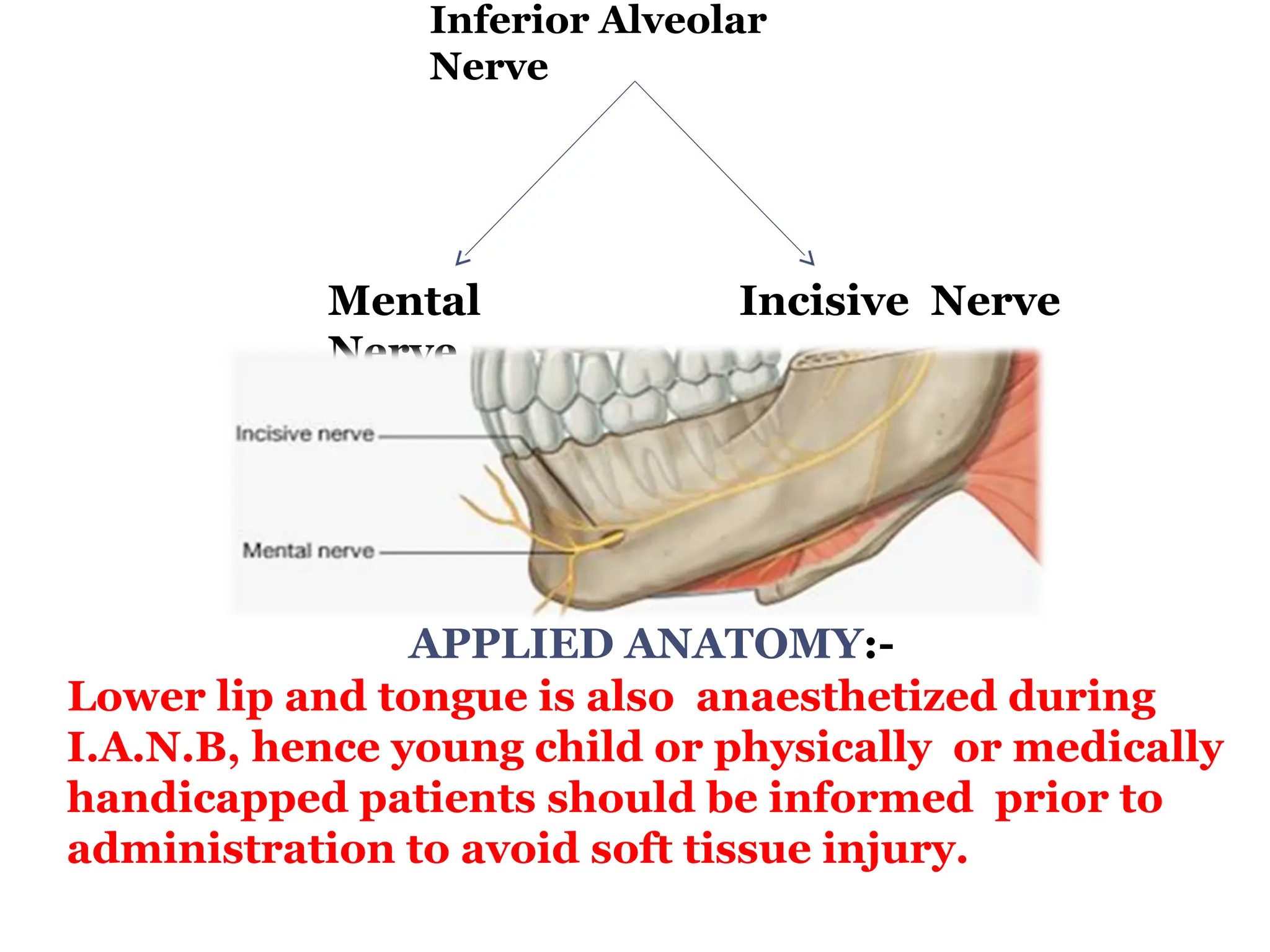 trigeminal nerve and its three main branches | PPT