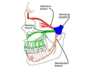 trigeminal nerve and its three main branches | PPT