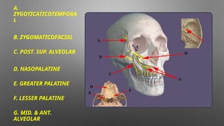 TRIGEMINAL NERVE - FIFTH CRANIAL NERVE.pptx