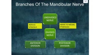 TRIGEMINAL NERVE - FIFTH CRANIAL NERVE.pptx