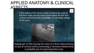 TRIGEMINAL NERVE - FIFTH CRANIAL NERVE.pptx
