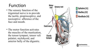 TRIGEMINAL NERVE - FIFTH CRANIAL NERVE.pptx