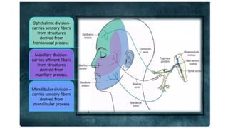 TRIGEMINAL NERVE - FIFTH CRANIAL NERVE.pptx