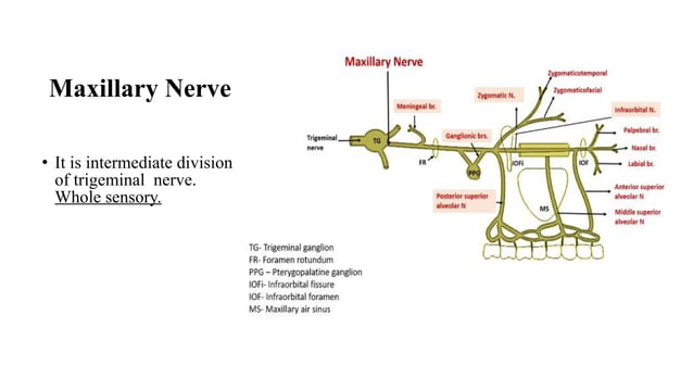 TRIGEMINAL NERVE - FIFTH CRANIAL NERVE.pptx