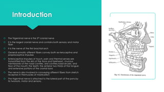 Trigeminal Nerve physiology and pathology | PDF