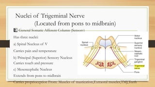 TRIGEMINAL NERVE anatomy bd chaurasia text | PPTX