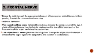 TRIGEMINAL NERVE (OPHTHALMIC NERVE, MAXILLARY NERVE, MANDIBULAR NERVE ...