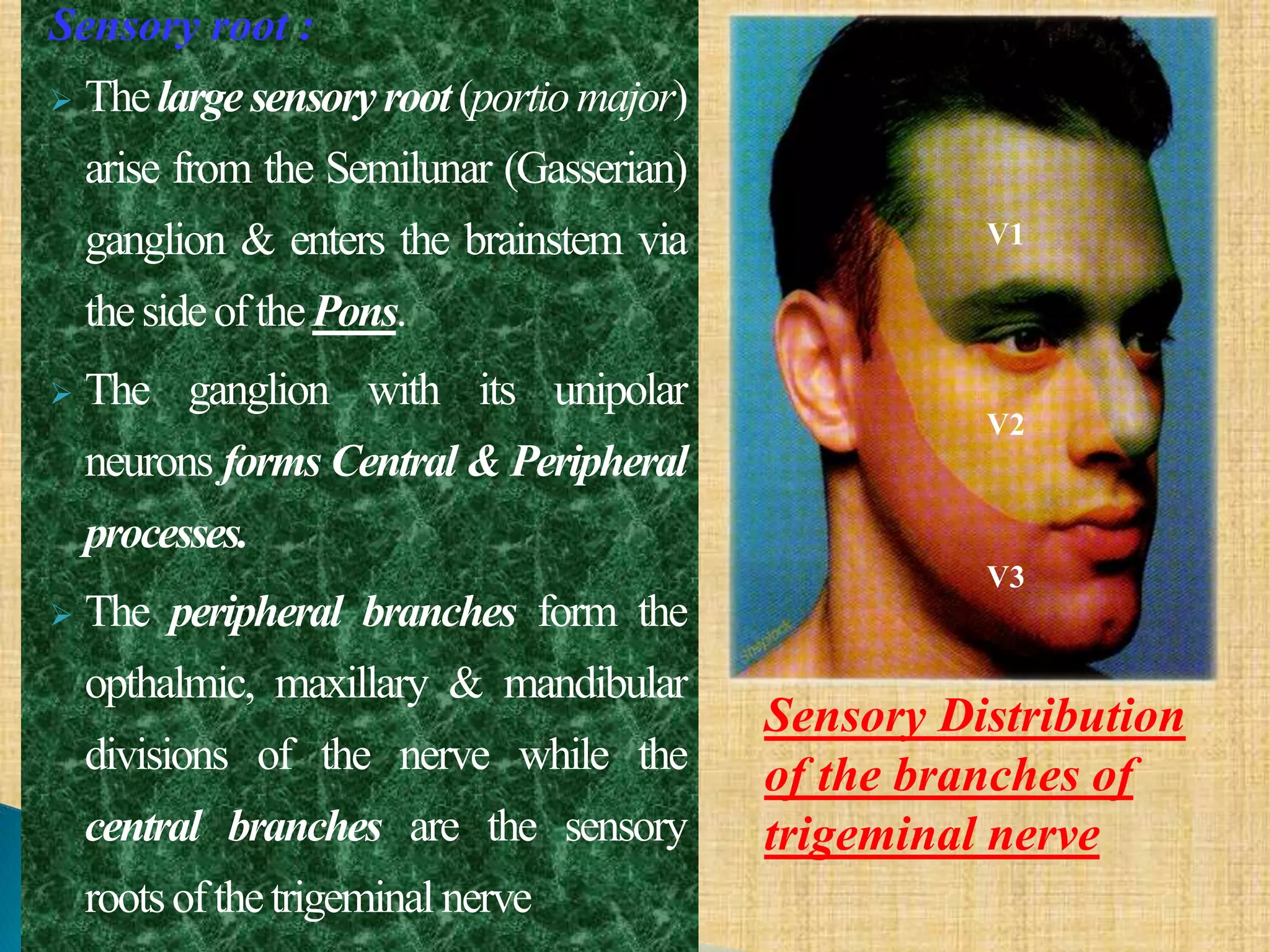 Trigeminal nerve- anatomy | PPTX
