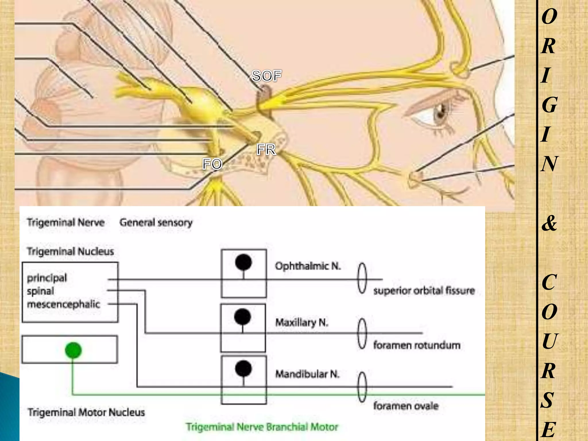 Trigeminal nerve- anatomy | PPTX