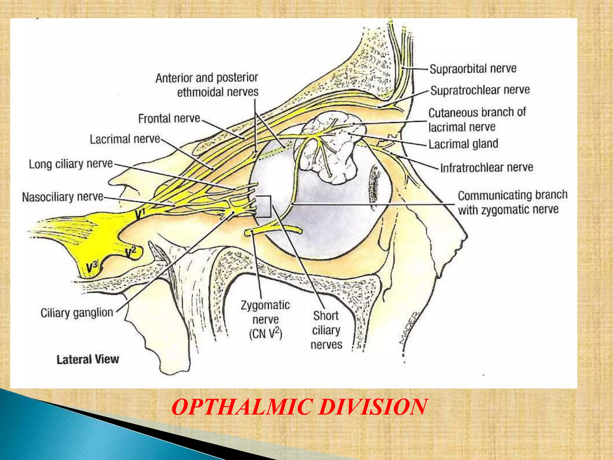 Trigeminal nerve- anatomy | PPTX