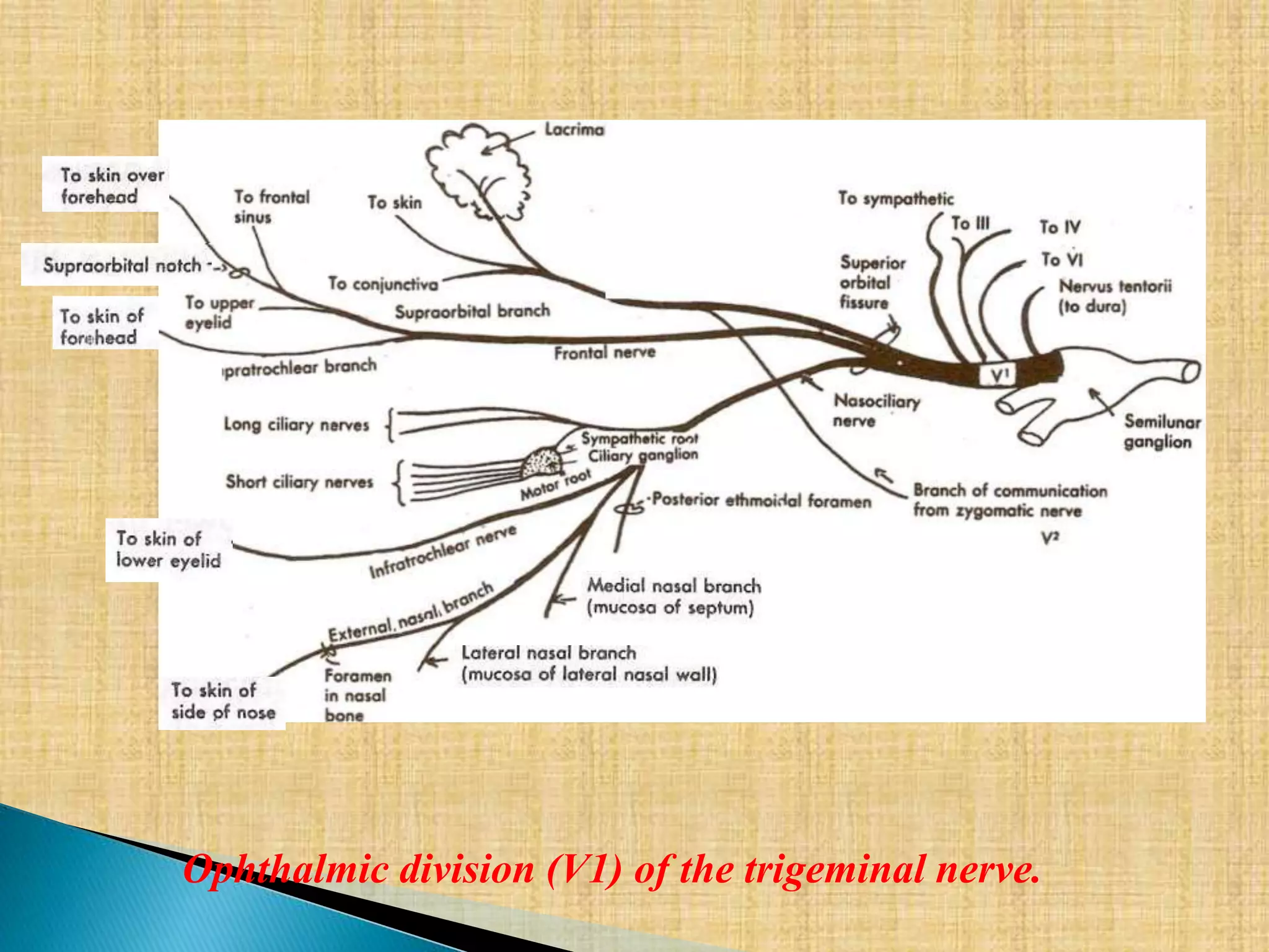 Trigeminal nerve- anatomy | PPTX