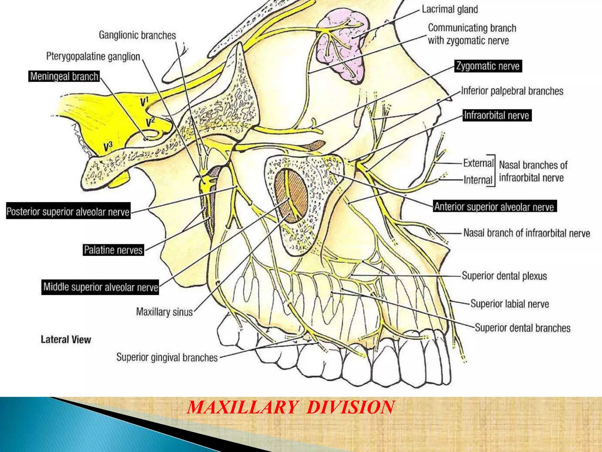 Trigeminal nerve- anatomy | PPTX