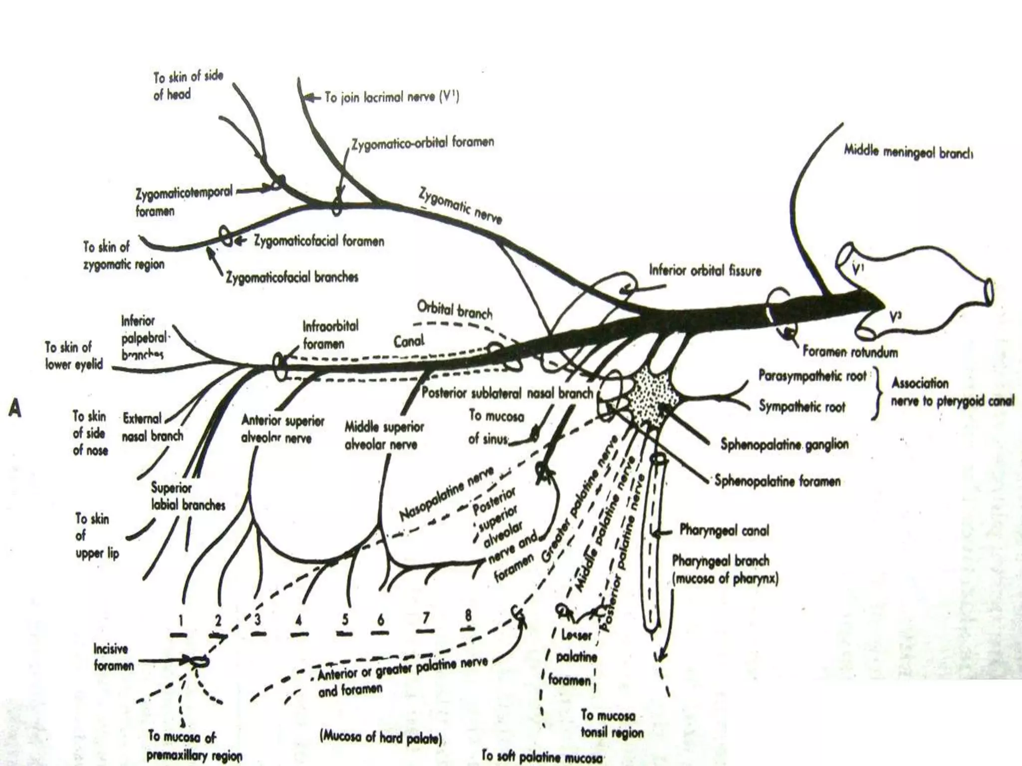 Trigeminal nerve- anatomy | PPTX