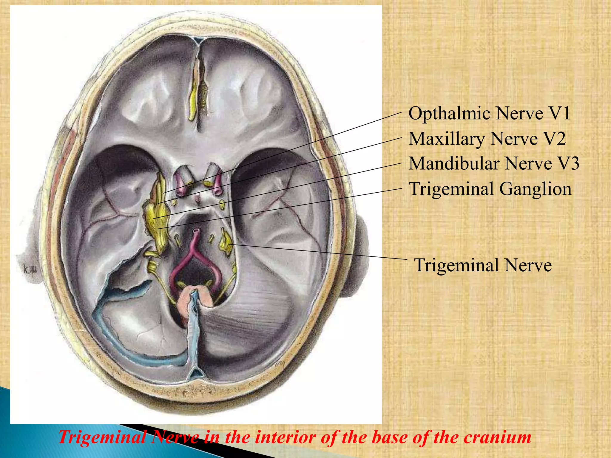 Trigeminal nerve- anatomy | PPTX