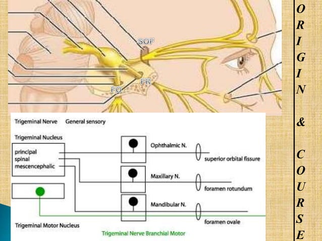 Trigeminal nerve- anatomy