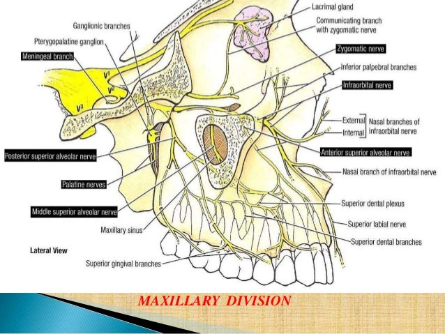 Trigeminal nerve- anatomy