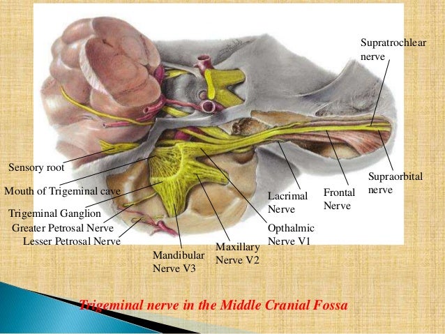 Trigeminal nerve- anatomy