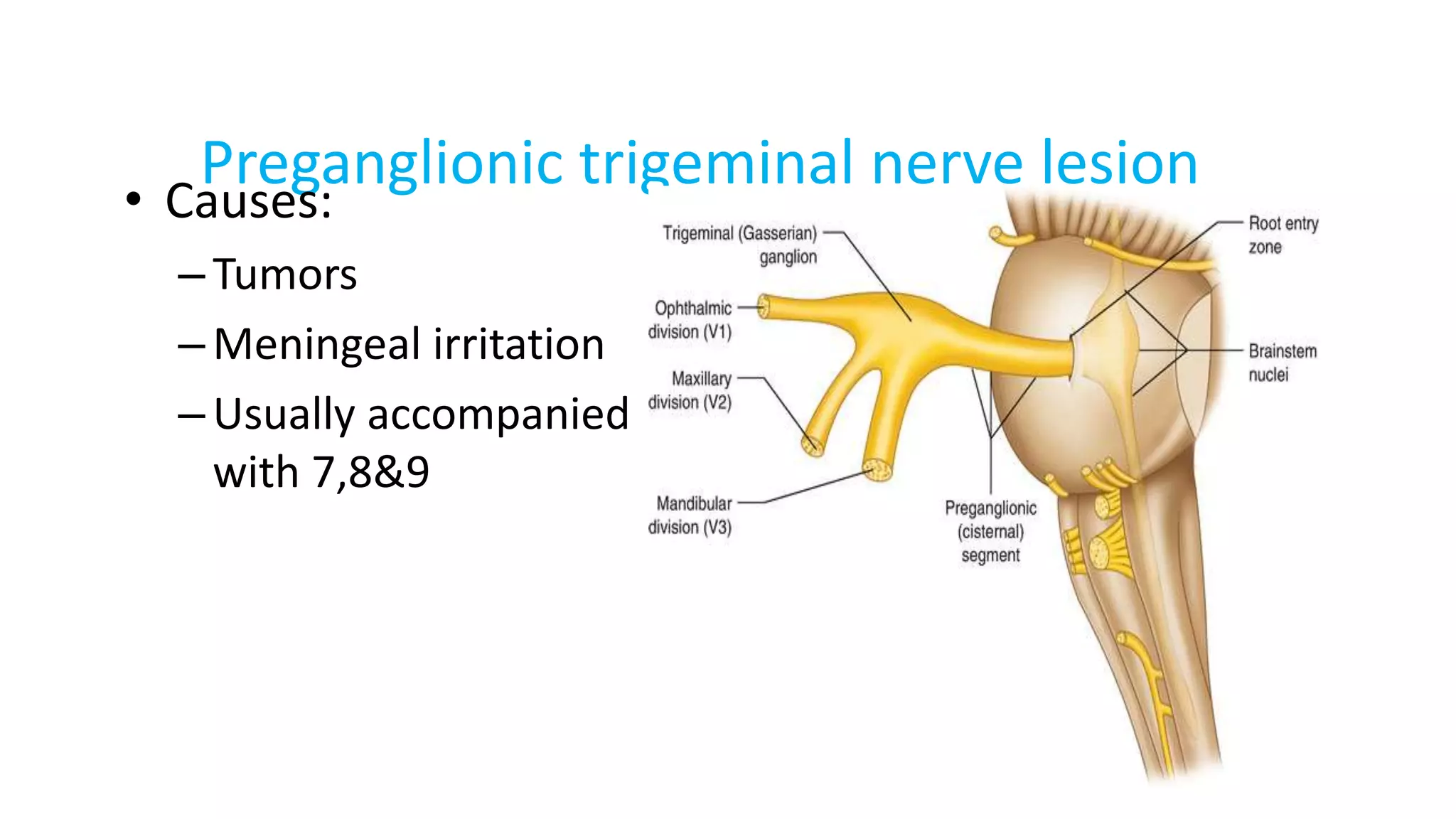 Trigeminal nerve cranial nerve | PPTX