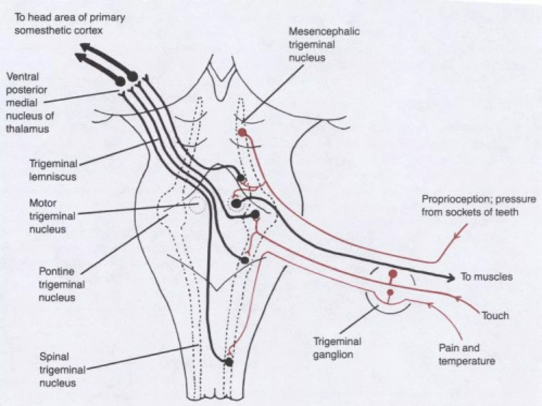 Trigeminal Nerve Dr Gosai Ppt