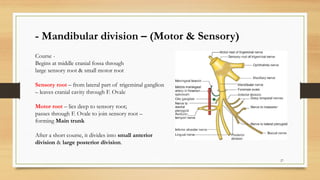 Trigeminal Nerve - Origin, course & applied aspects | PPTX