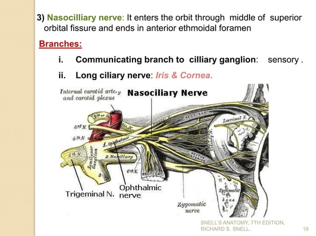 Trigeminal nerve 1