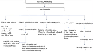 Trigeminal Nerve and its applied anatomy in dentistry | PPTX