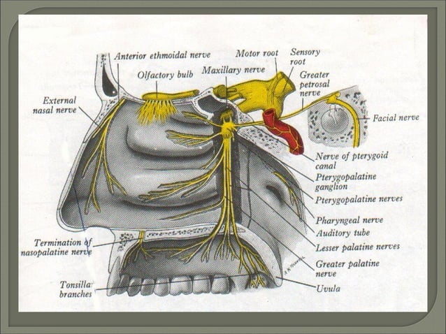 Trigeminal nerve and its applied anatomy | PPT