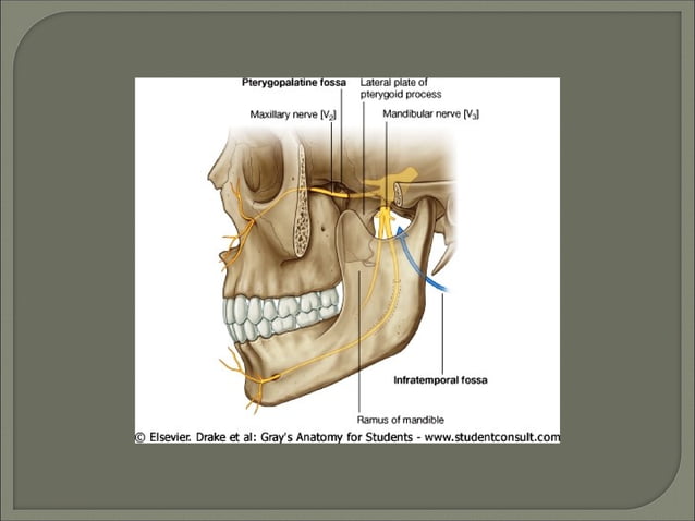Trigeminal nerve and its applied anatomy | PPT