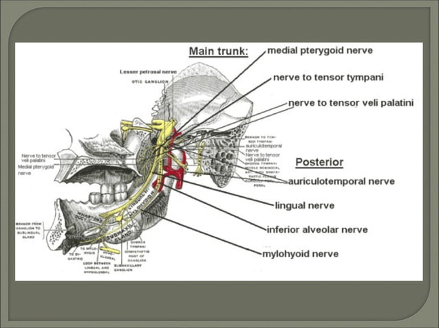 Trigeminal nerve and its applied anatomy | PPT