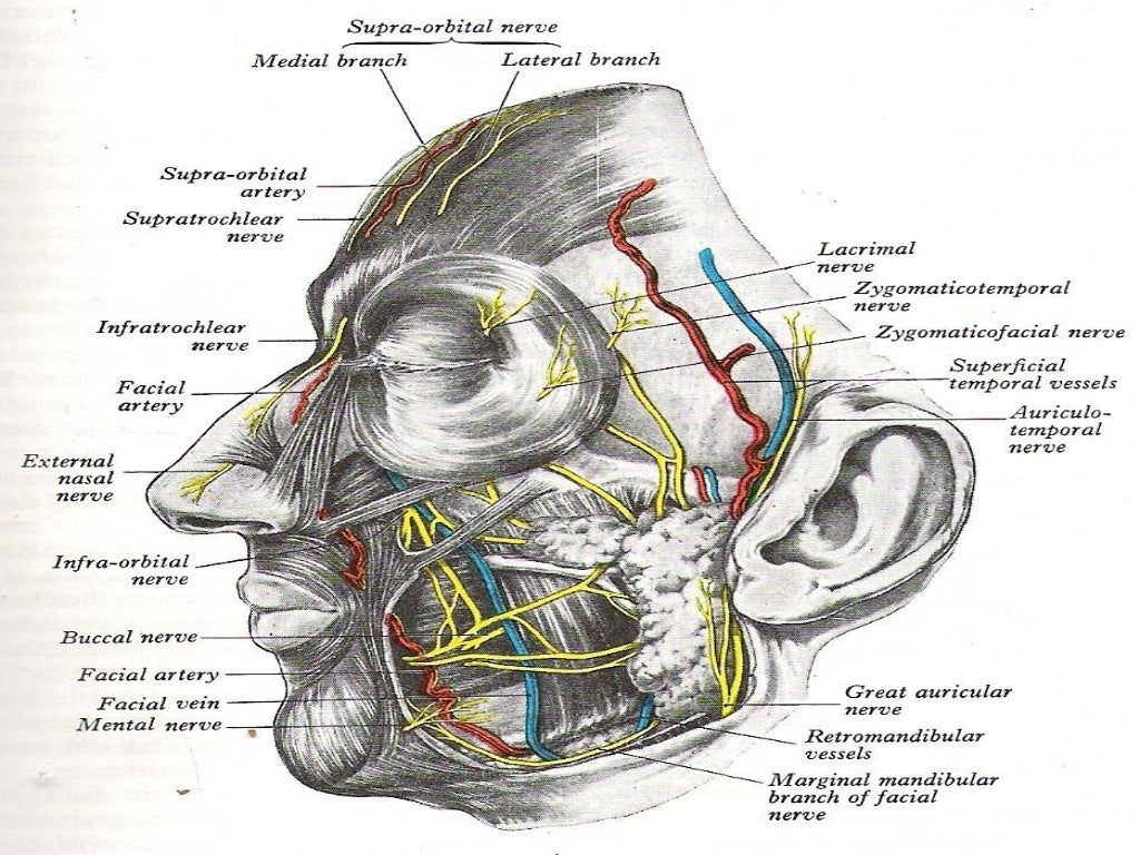 Trigeminal nerve and its applied anatomy