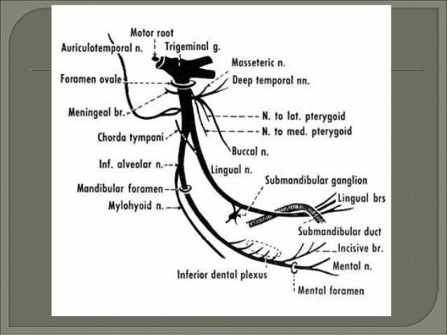 Trigeminal nerve and its applied anatomy