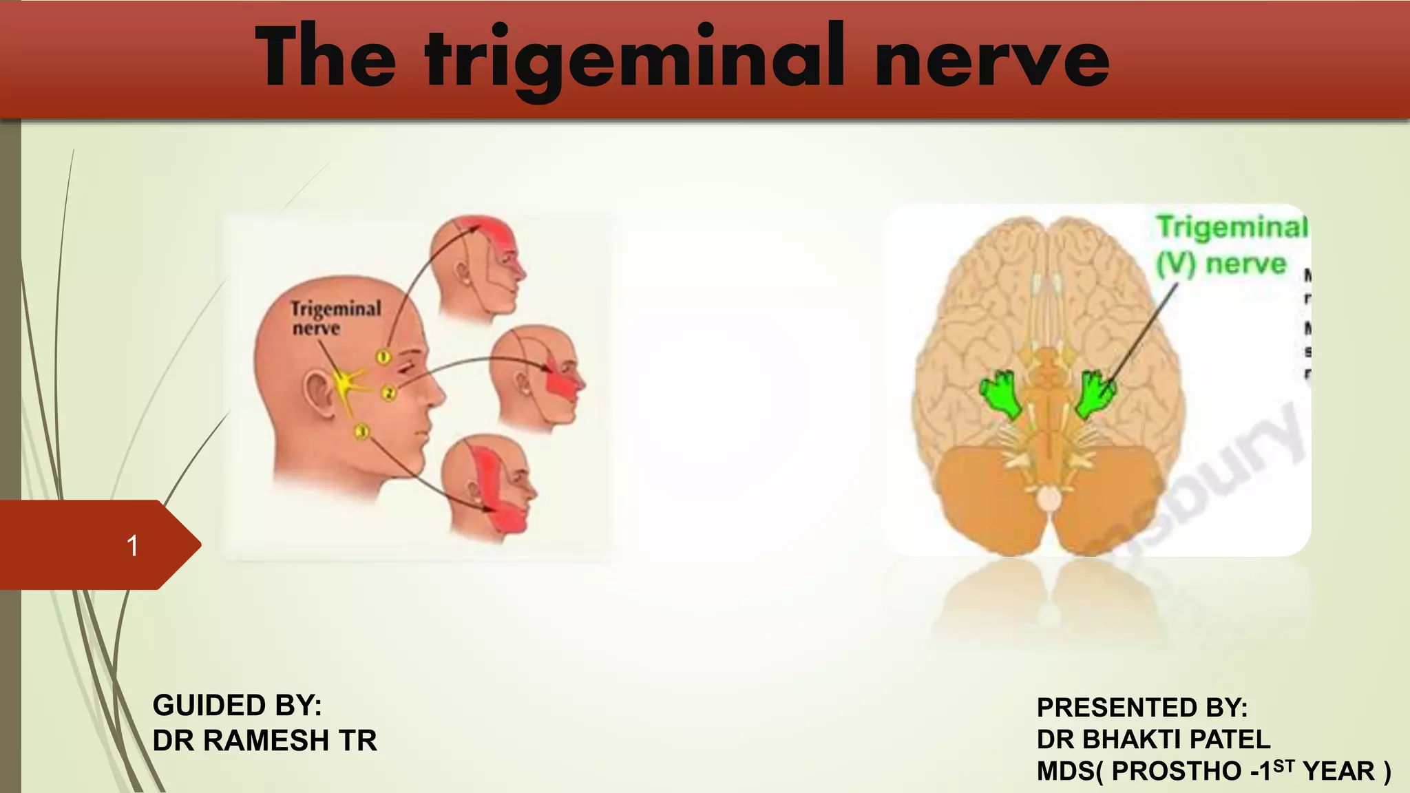 Trigeminal nerve & Applied Anatomy | PPTX