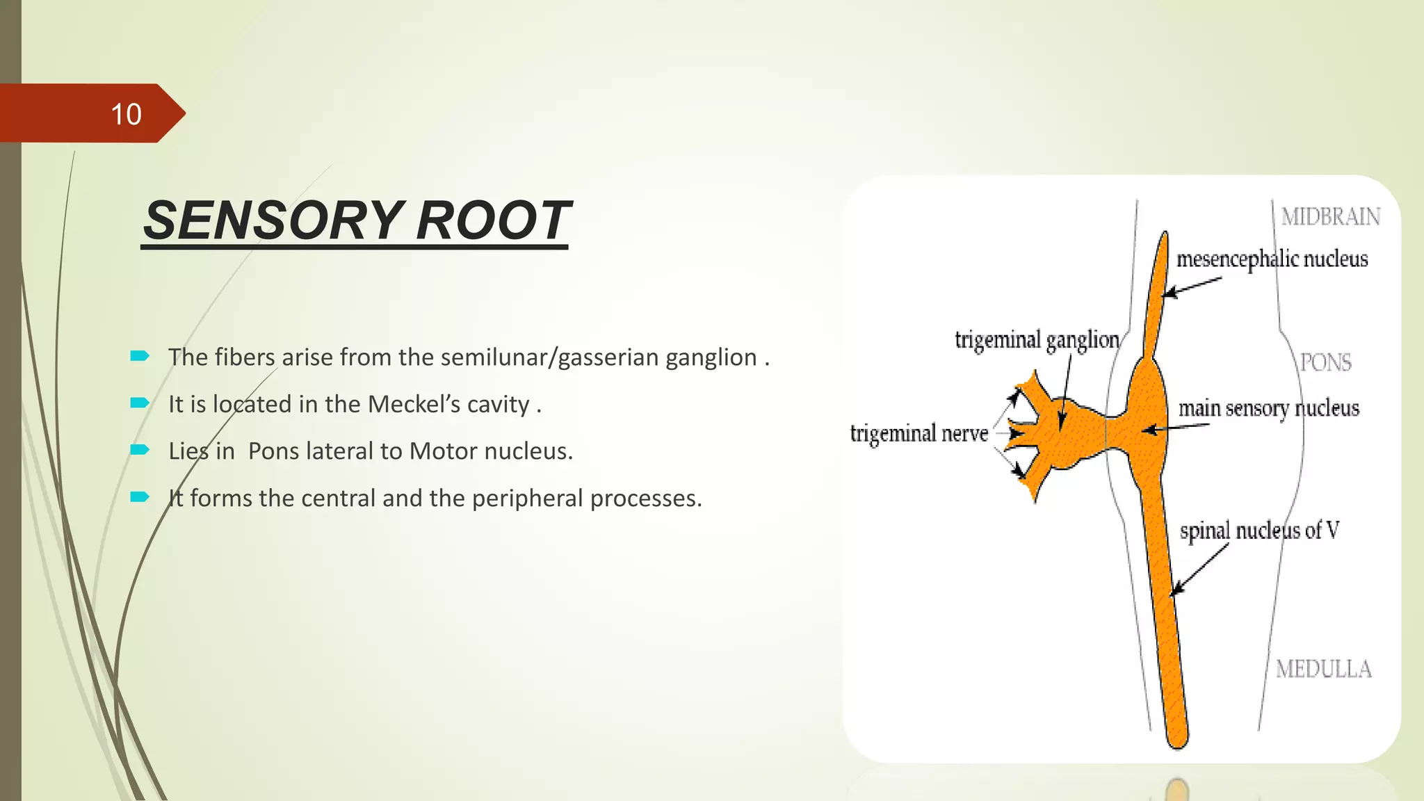 Trigeminal nerve & Applied Anatomy | PPTX