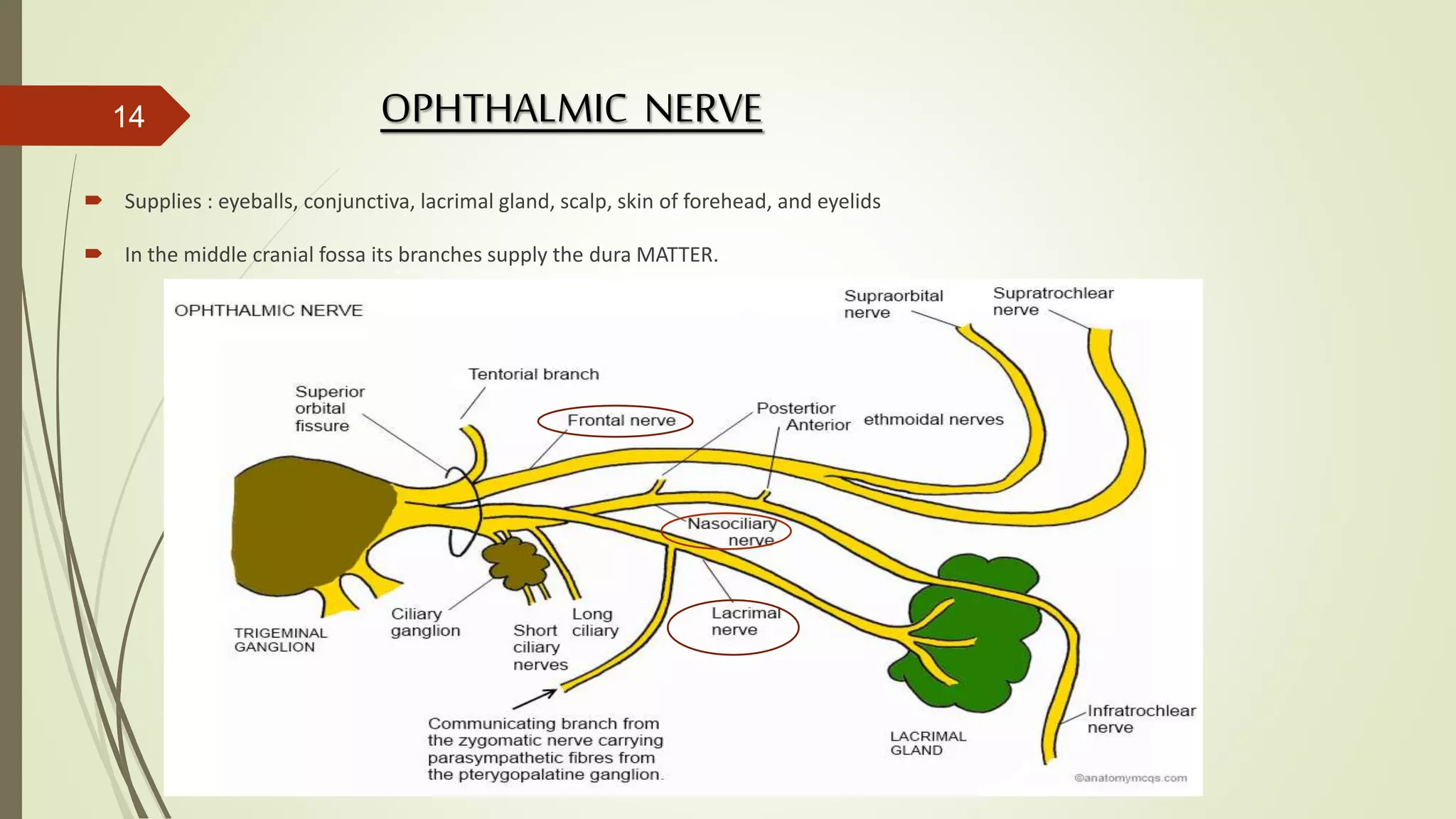 Trigeminal nerve & Applied Anatomy | PPTX
