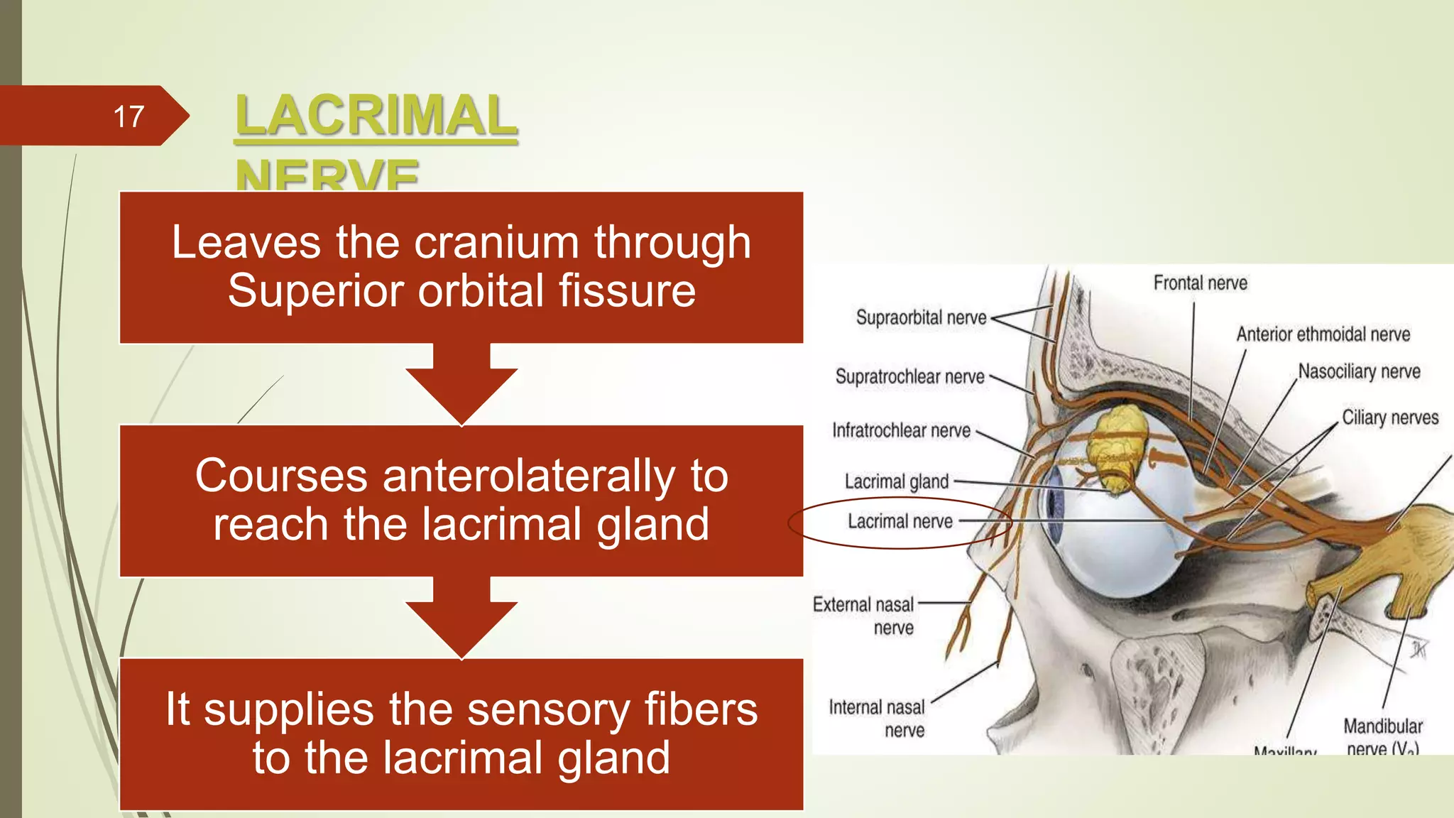 Trigeminal nerve & Applied Anatomy | PPTX