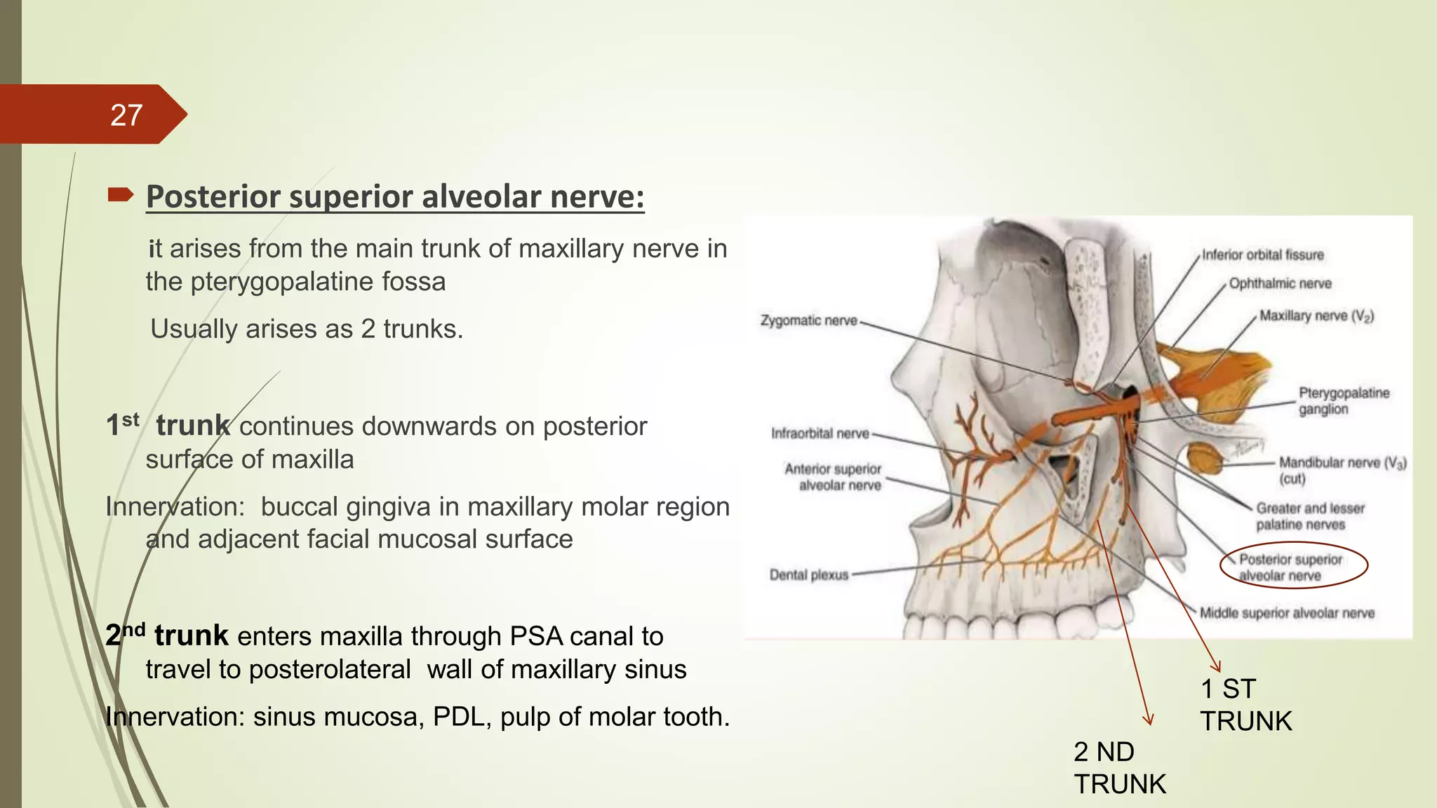 Trigeminal nerve & Applied Anatomy | PPTX