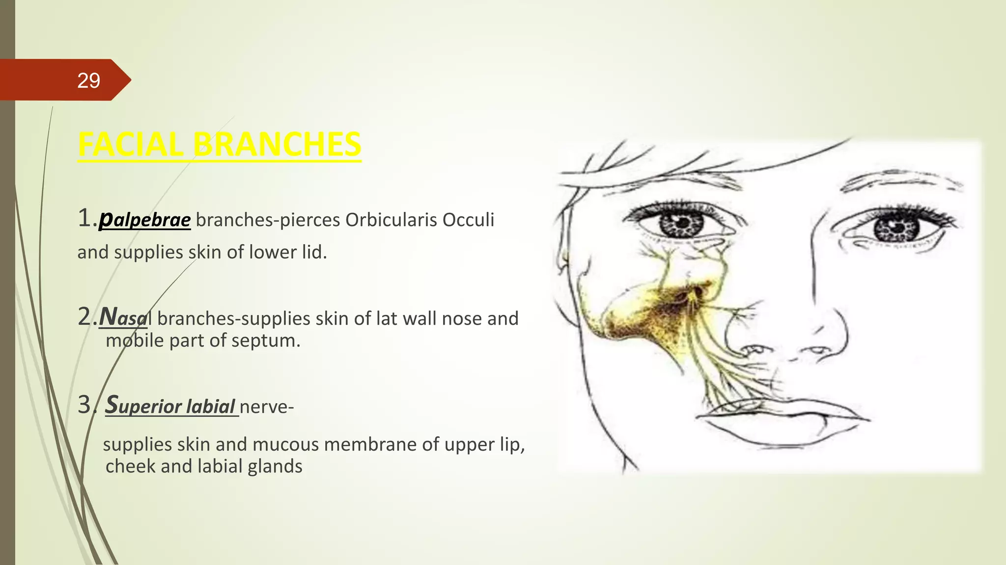 Trigeminal nerve & Applied Anatomy | PPTX