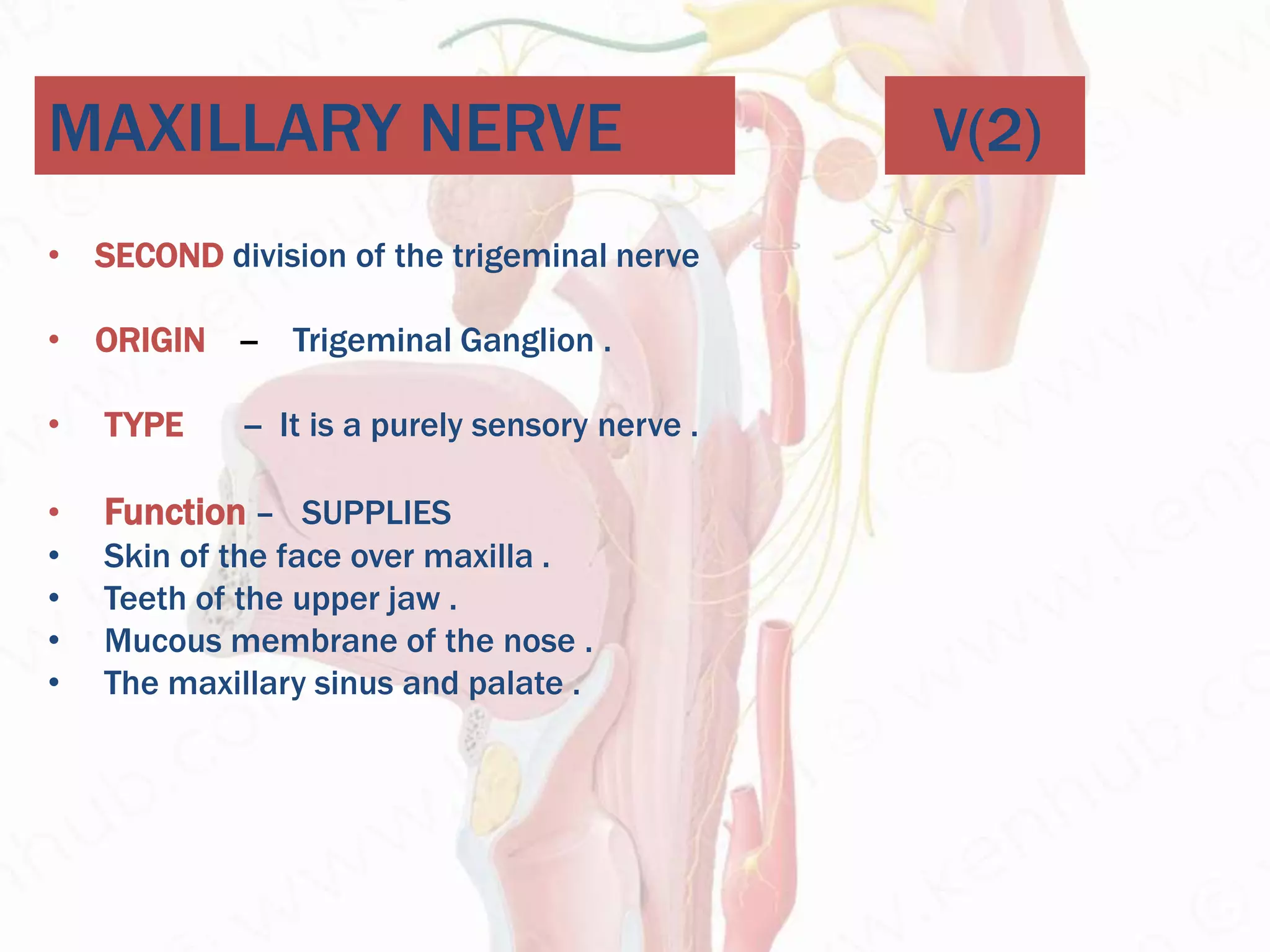 Trigeminal nerve | PPTX