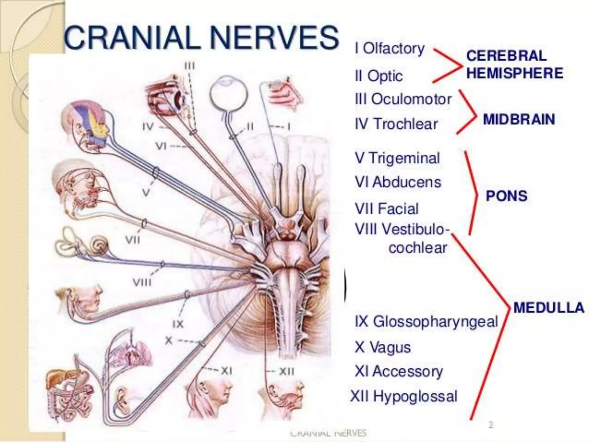 Trigeminal nerve anatomy | PPTX