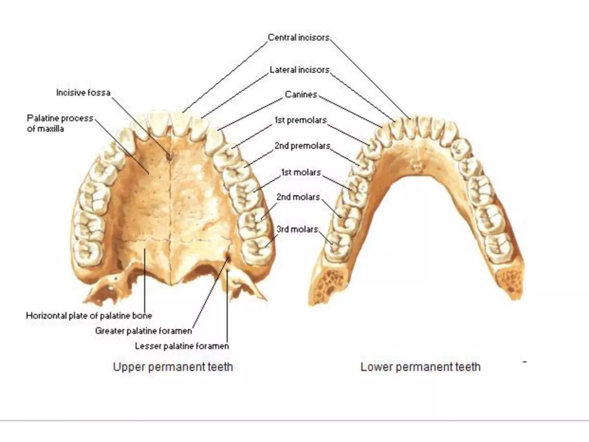 Trigeminal nerve anatomy | PPTX